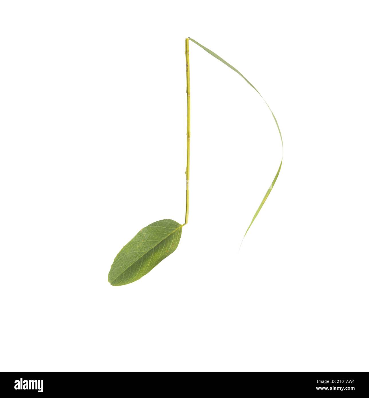 musical notes made with leaves placed on a transparent background Stock ...