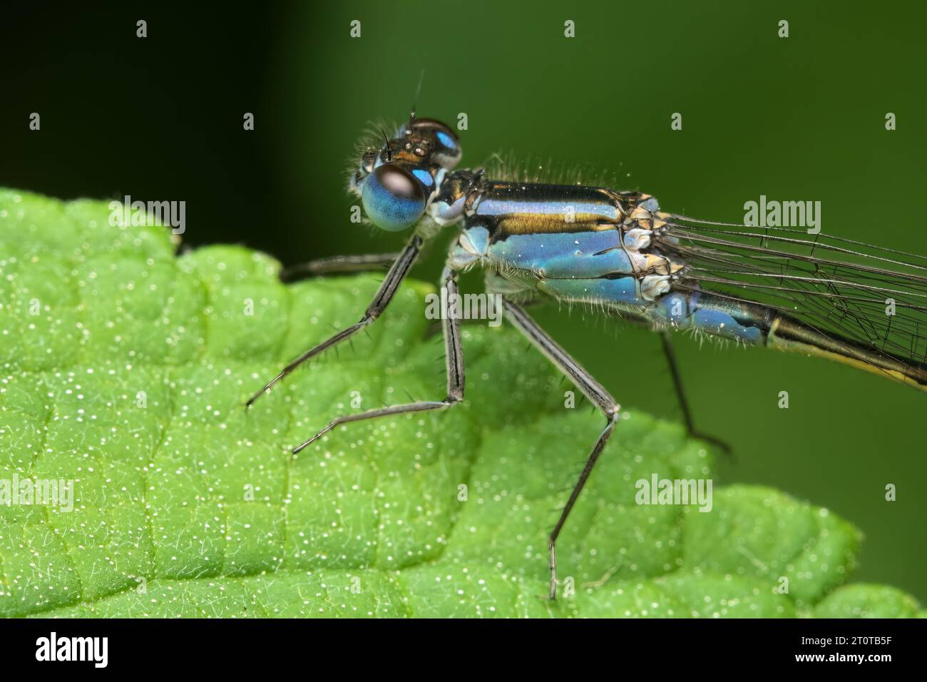 a closeup of a Male Common Blue Damselfly with a blurry background ...