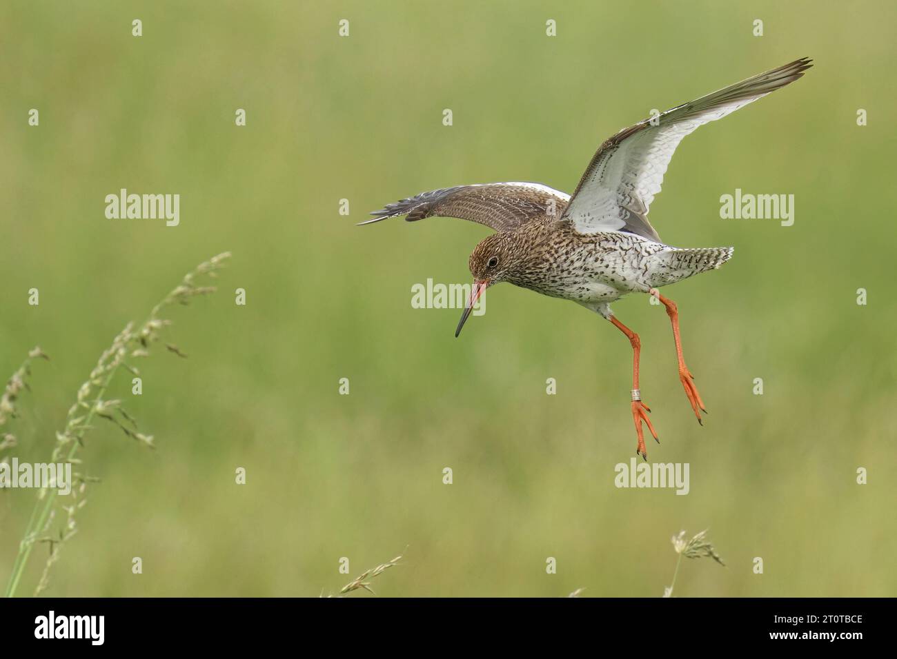 A closeup of a Common Redshank in flight with a blurry background Stock ...