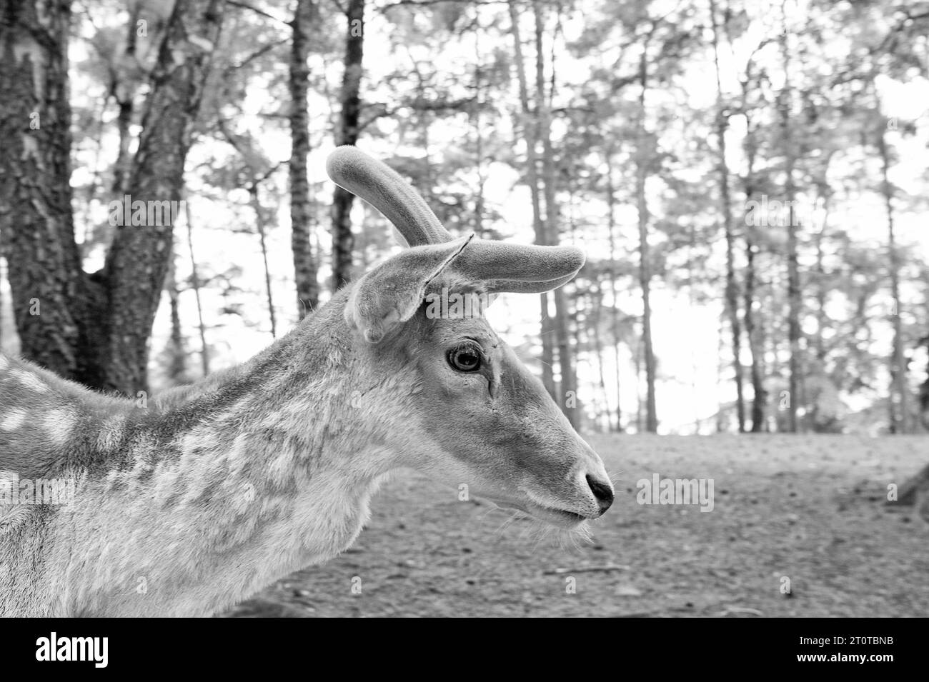 Wild roe deer roebuck male buck natural background Stock Photo - Alamy