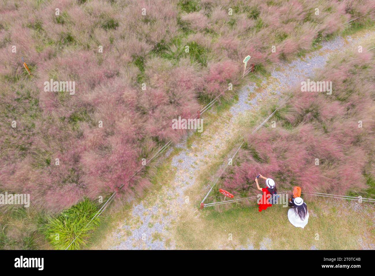 Aerial photo shows blooming pink muhly grass in Zhengzhou City, central ...