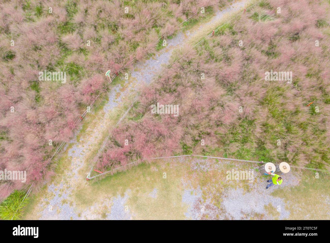 Aerial photo shows blooming pink muhly grass in Zhengzhou City, central ...