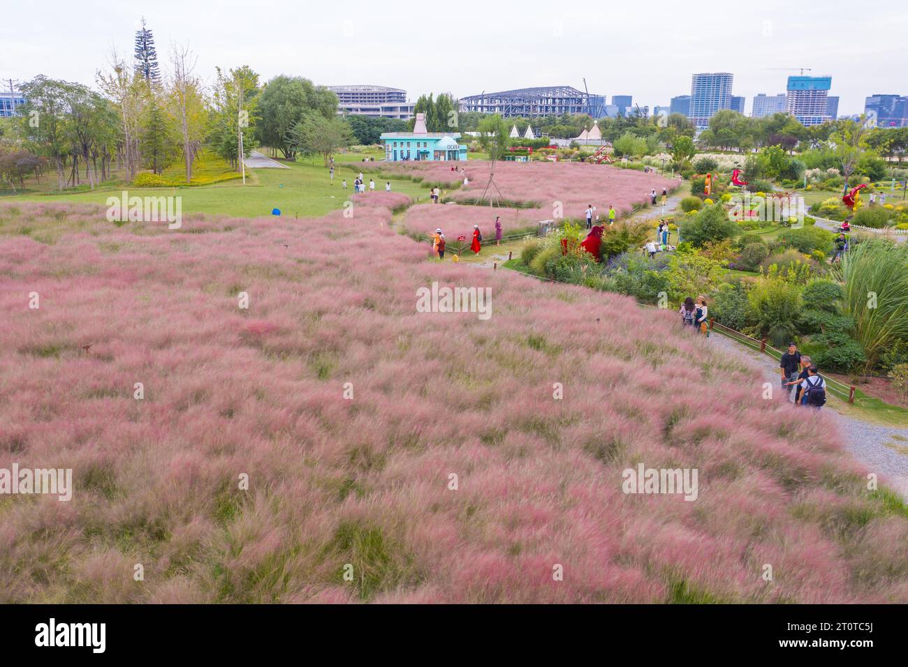 Aerial photo shows blooming pink muhly grass in Zhengzhou City, central ...