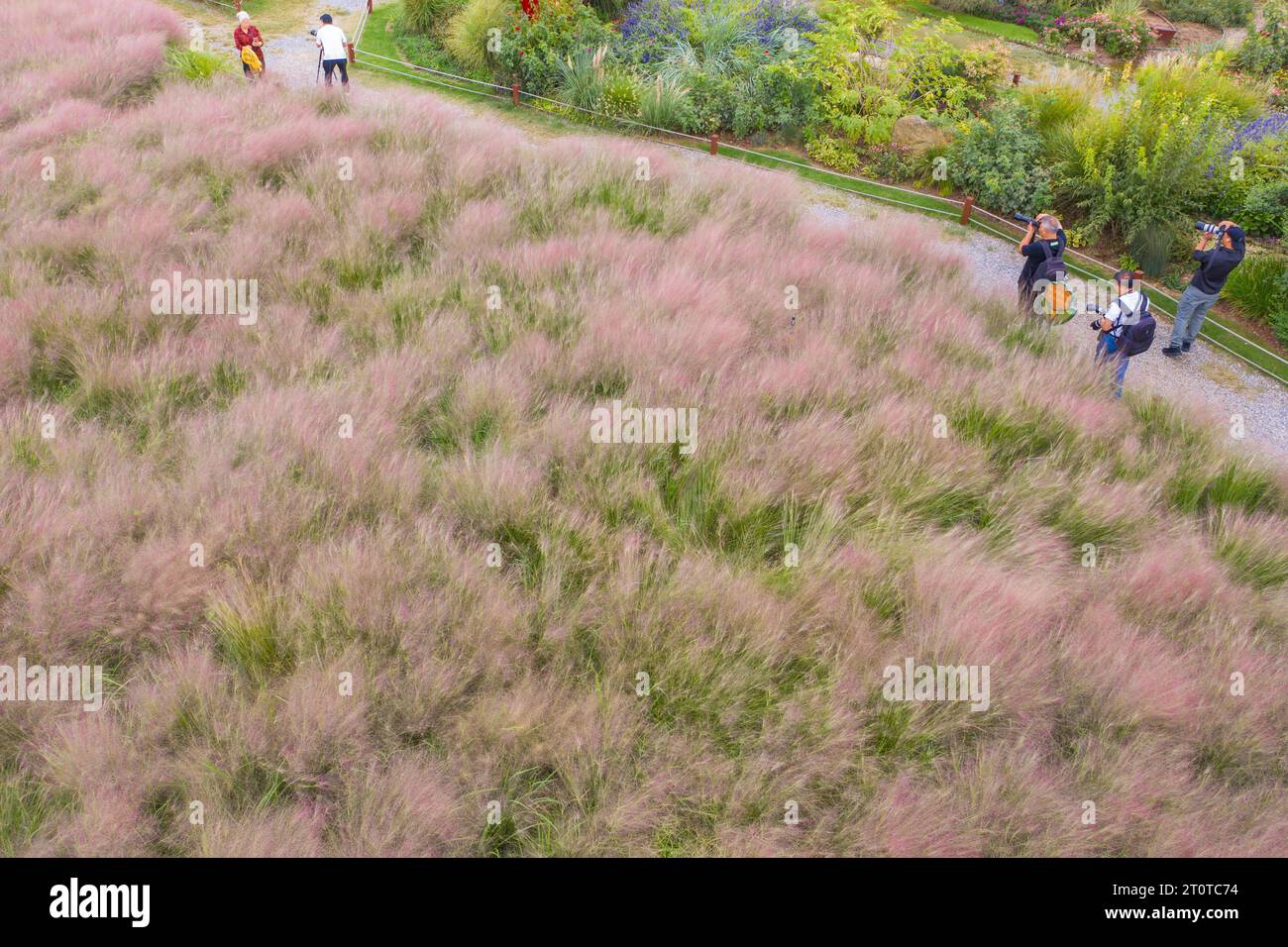 Aerial photo shows blooming pink muhly grass in Zhengzhou City, central ...
