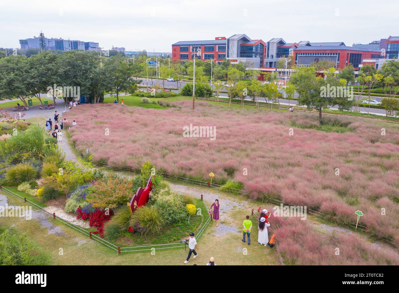 Aerial photo shows blooming pink muhly grass in Zhengzhou City, central ...