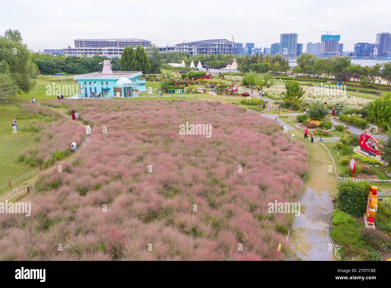 Aerial photo shows blooming pink muhly grass in Zhengzhou City, central ...