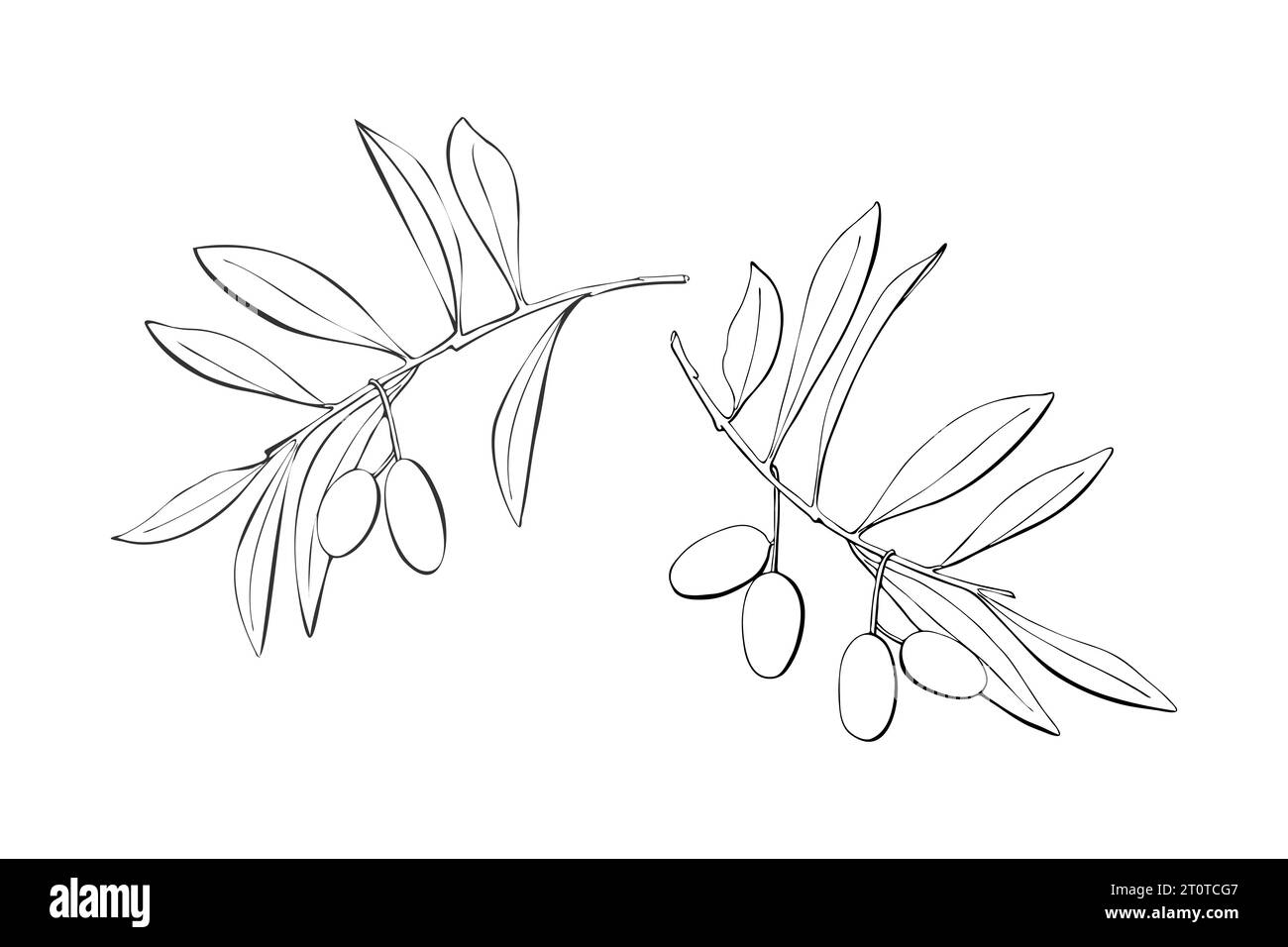 Olive branch set with green fruits berries, hand drawn contour ...