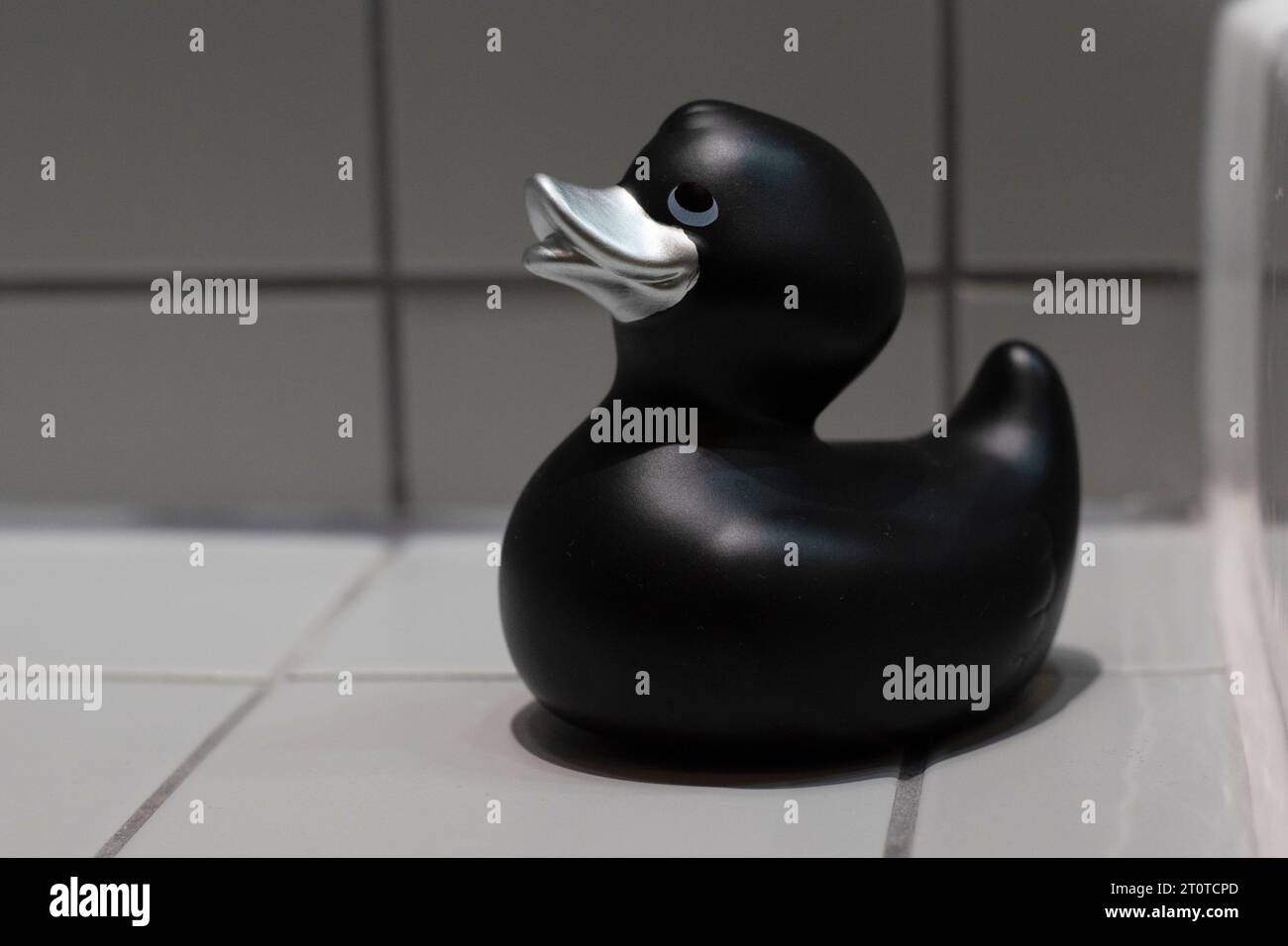 Small black rubber duck in a bathroom Stock Photo - Alamy