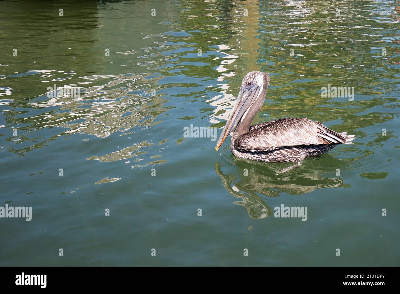 River water wild wildlife hi-res stock photography and images - Alamy