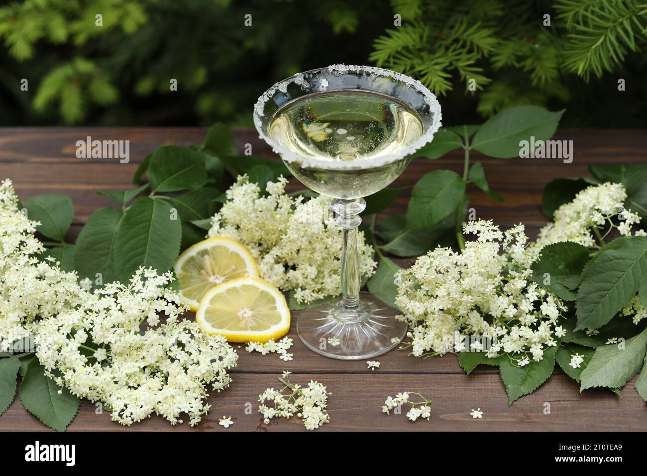 Glass of champagne with elderflower liqueur. Decorated with white elder ...