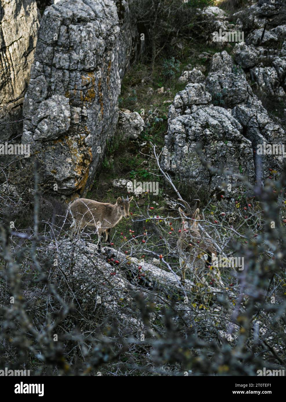Iberian Ibex, Spanish wild goat baby, in Torcal de Antequera National ...
