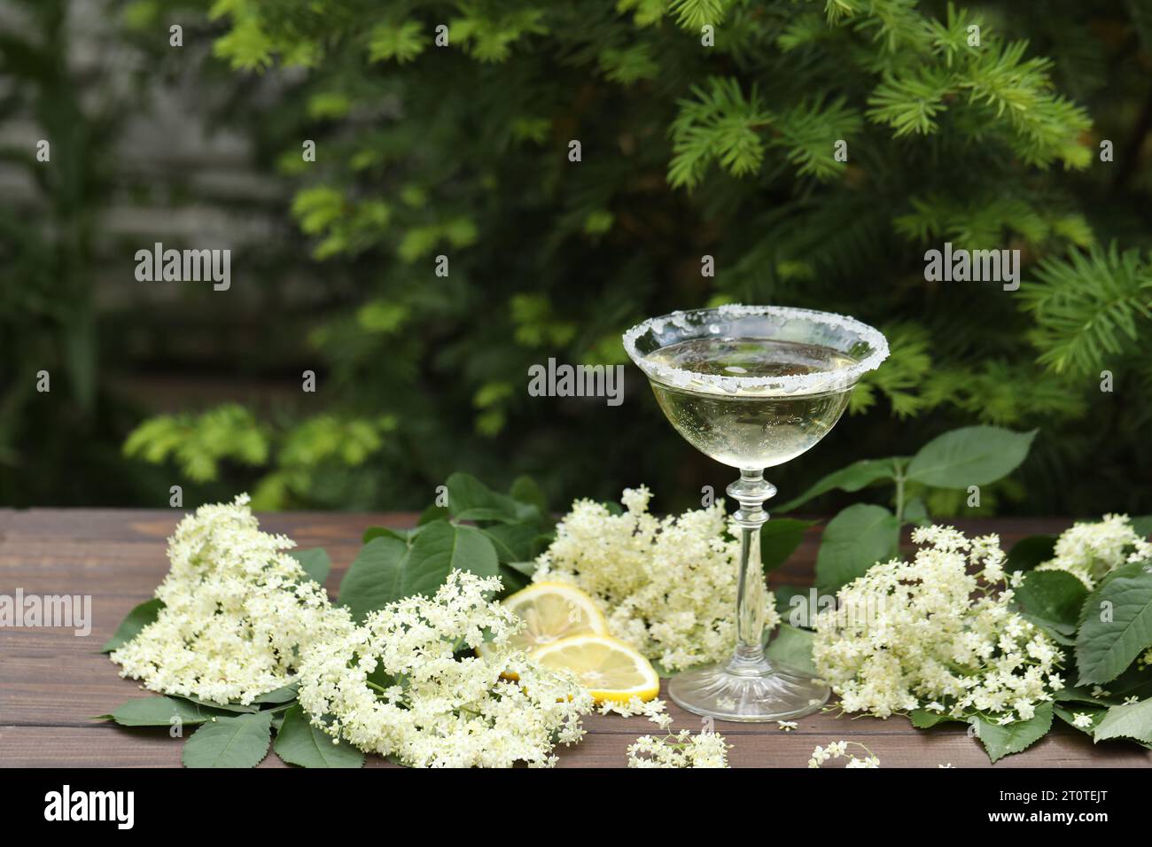 Glass of champagne with elderflower liqueur. Decorated with white elder ...