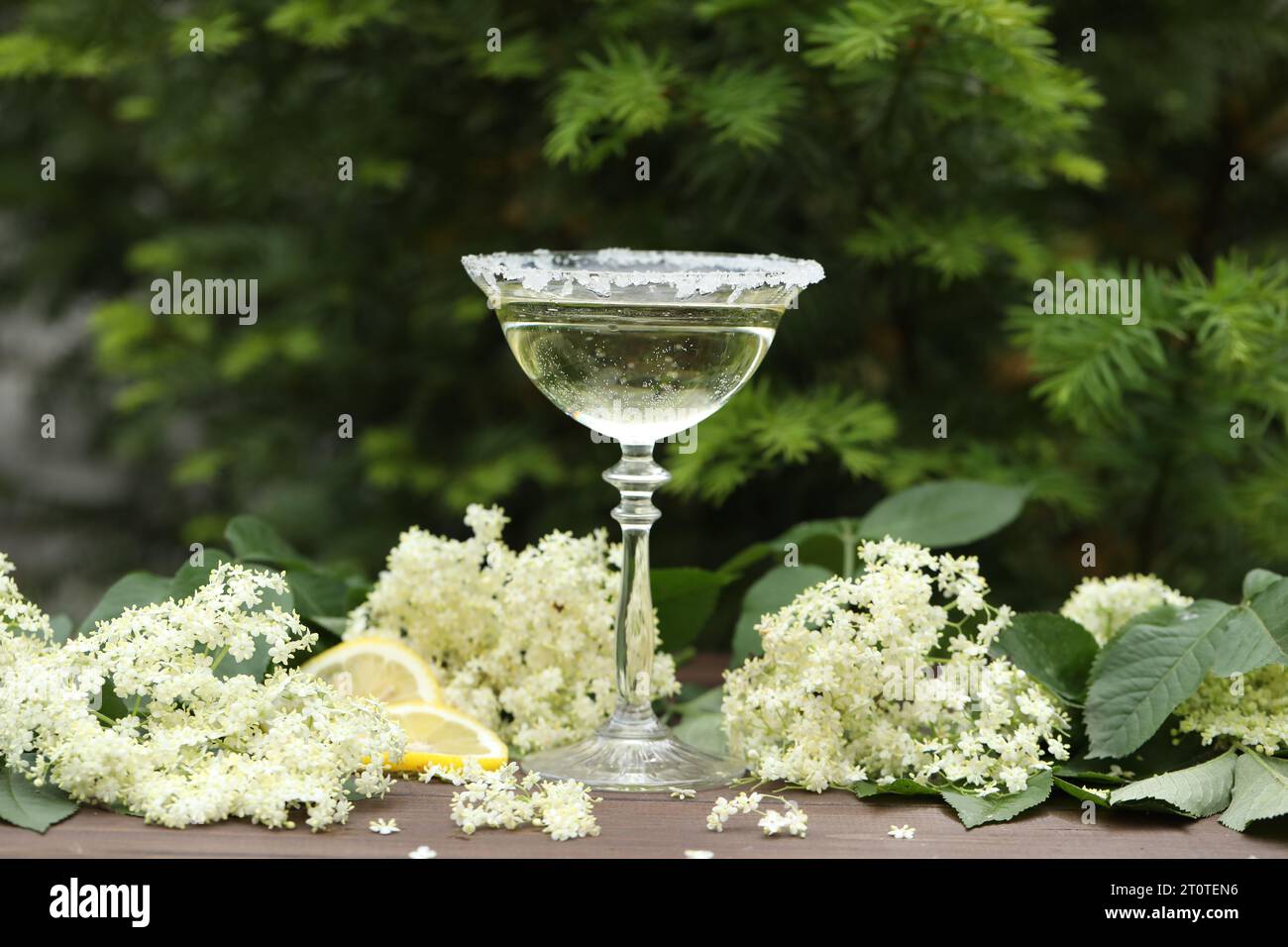 Glass of champagne with elderflower liqueur. Decorated with white elder ...