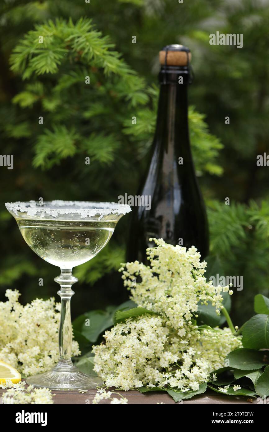 Glass of champagne with elderflower liqueur. Decorated with white elder ...