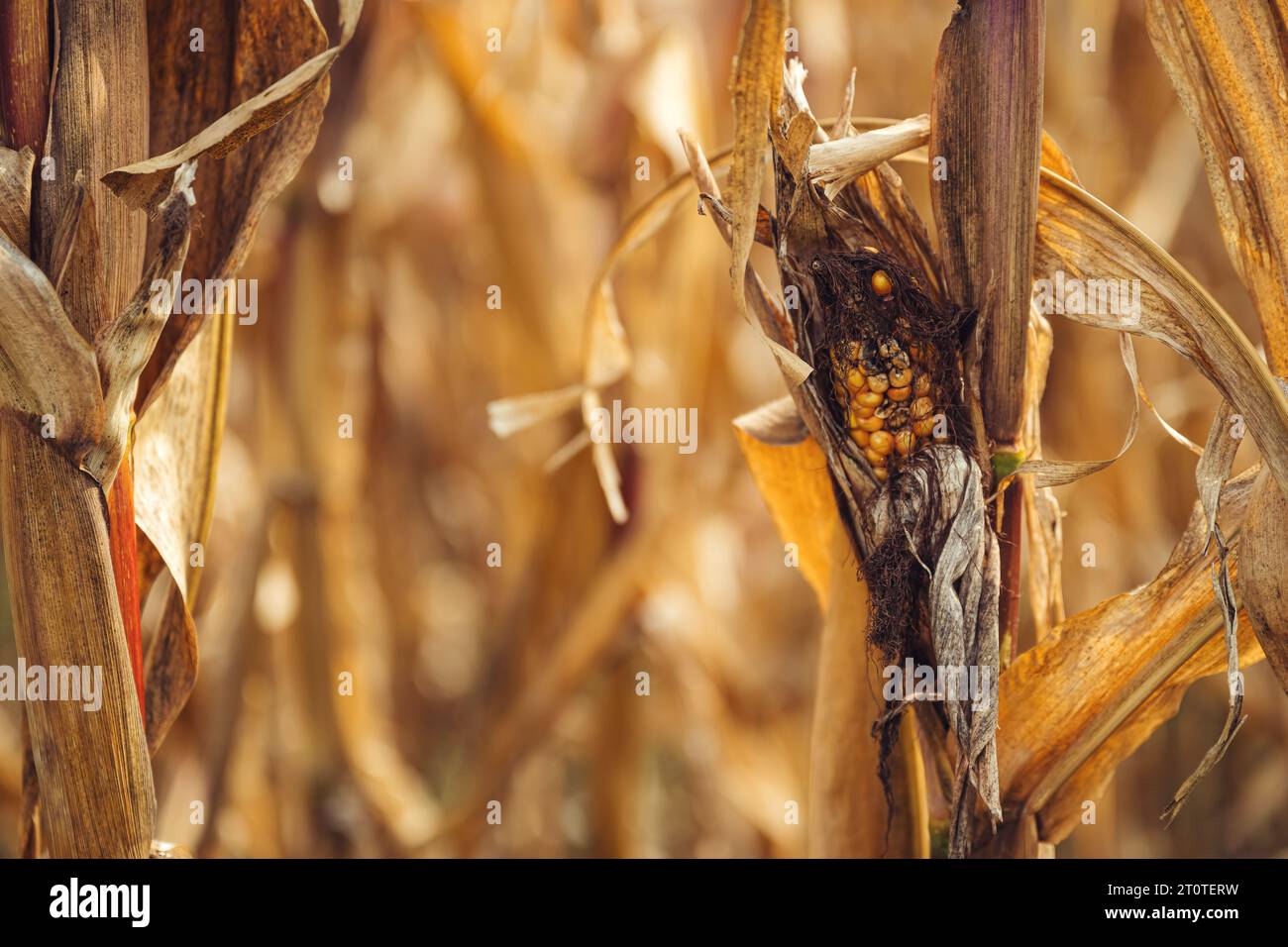 Corn plant damage hi-res stock photography and images - Alamy