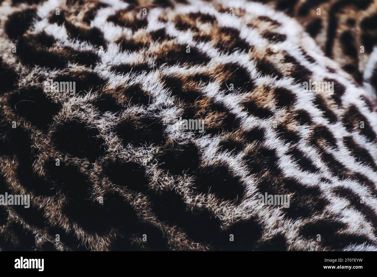Fur texture of a speckled feline ocelot Stock Photo - Alamy
