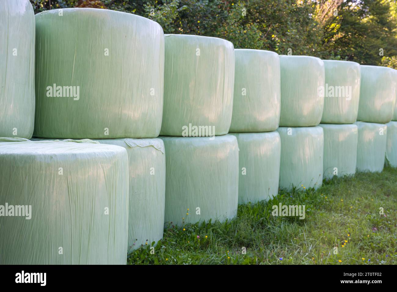 Cut grass gathered and rolled in plastic wrapping bales as animal ...
