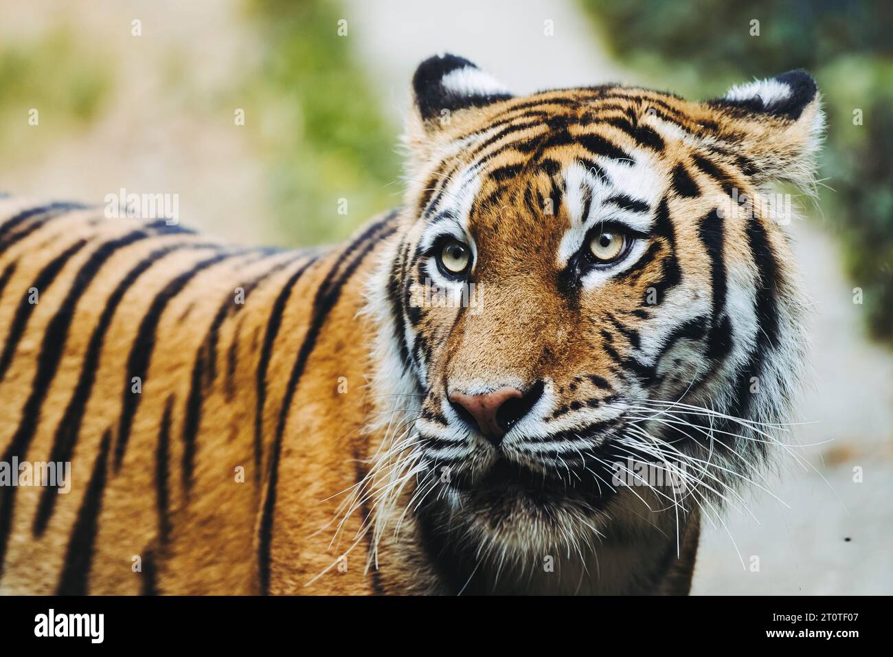 Portrait of a magnificent Siberian tiger Stock Photo - Alamy