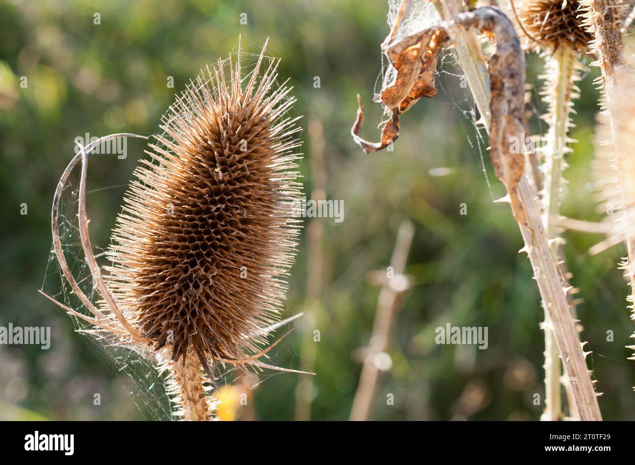 Seed pod of a weaver thistle (Dipsacus sativus) against the backdrop of ...