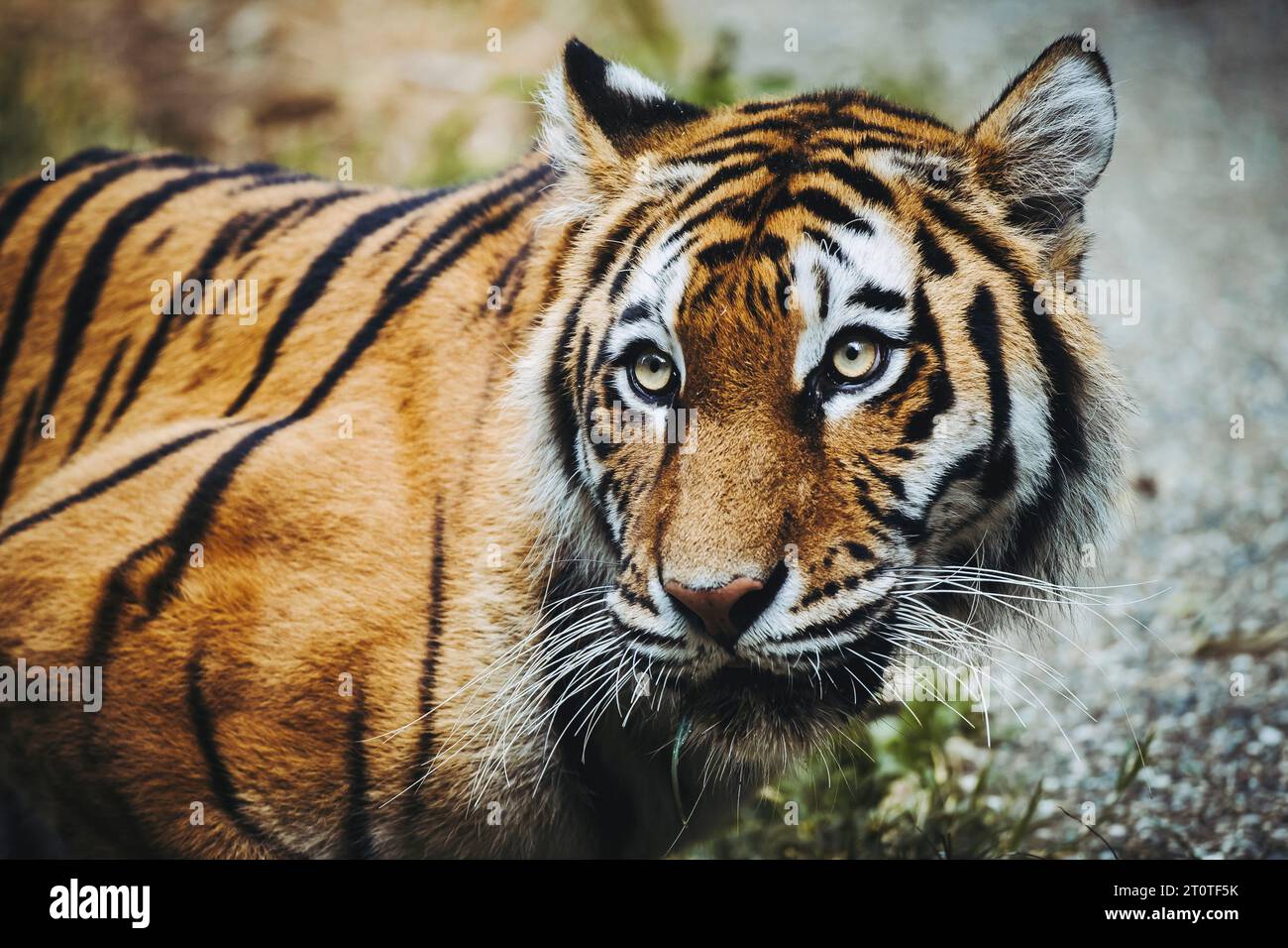 Portrait of a magnificent Siberian tiger Stock Photo - Alamy