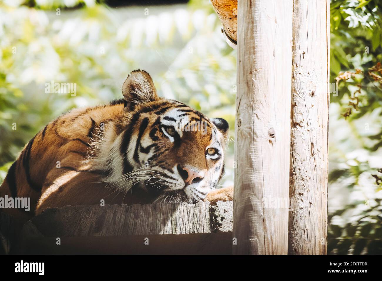Portrait of a magnificent Siberian tiger Stock Photo - Alamy