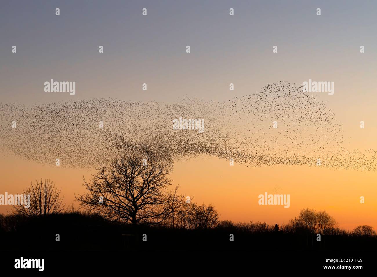 Beautiful large flock of starlings birds fly in the Netherlands ...