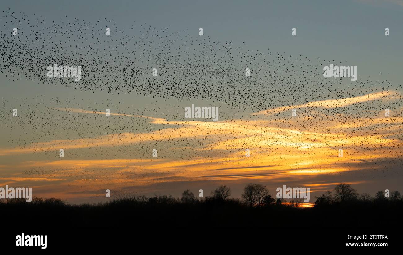 Beautiful large flock of starlings. A flock of starlings birds fly in ...