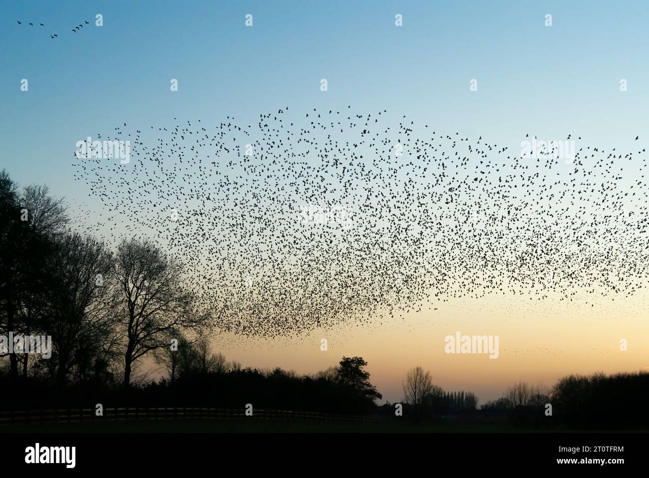 Beautiful large flock of starlings. A flock of starlings birds fly in ...