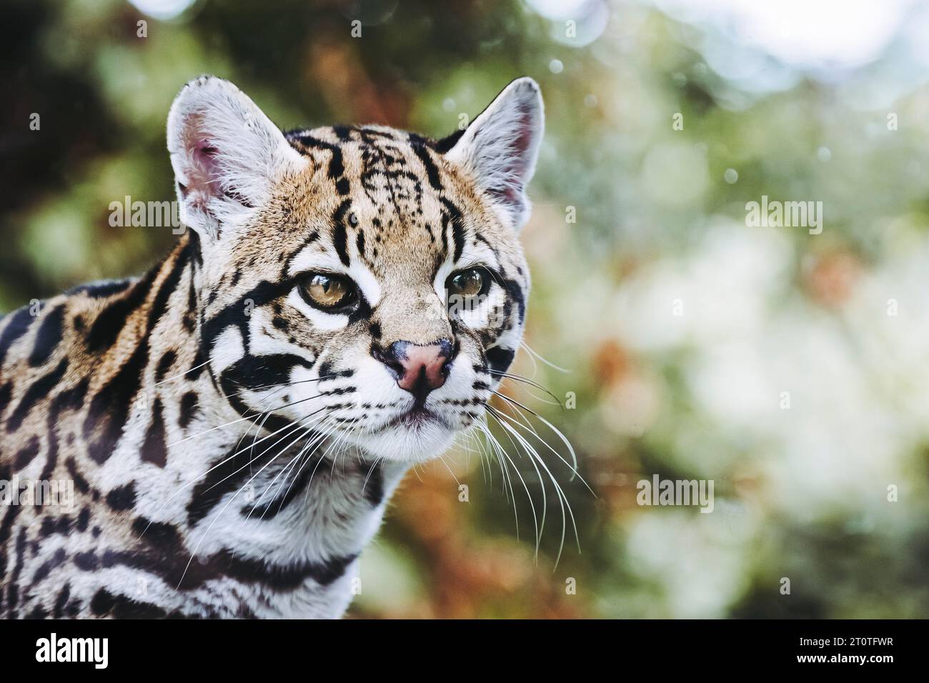 Portrait of a cute feline, ocelot Stock Photo - Alamy