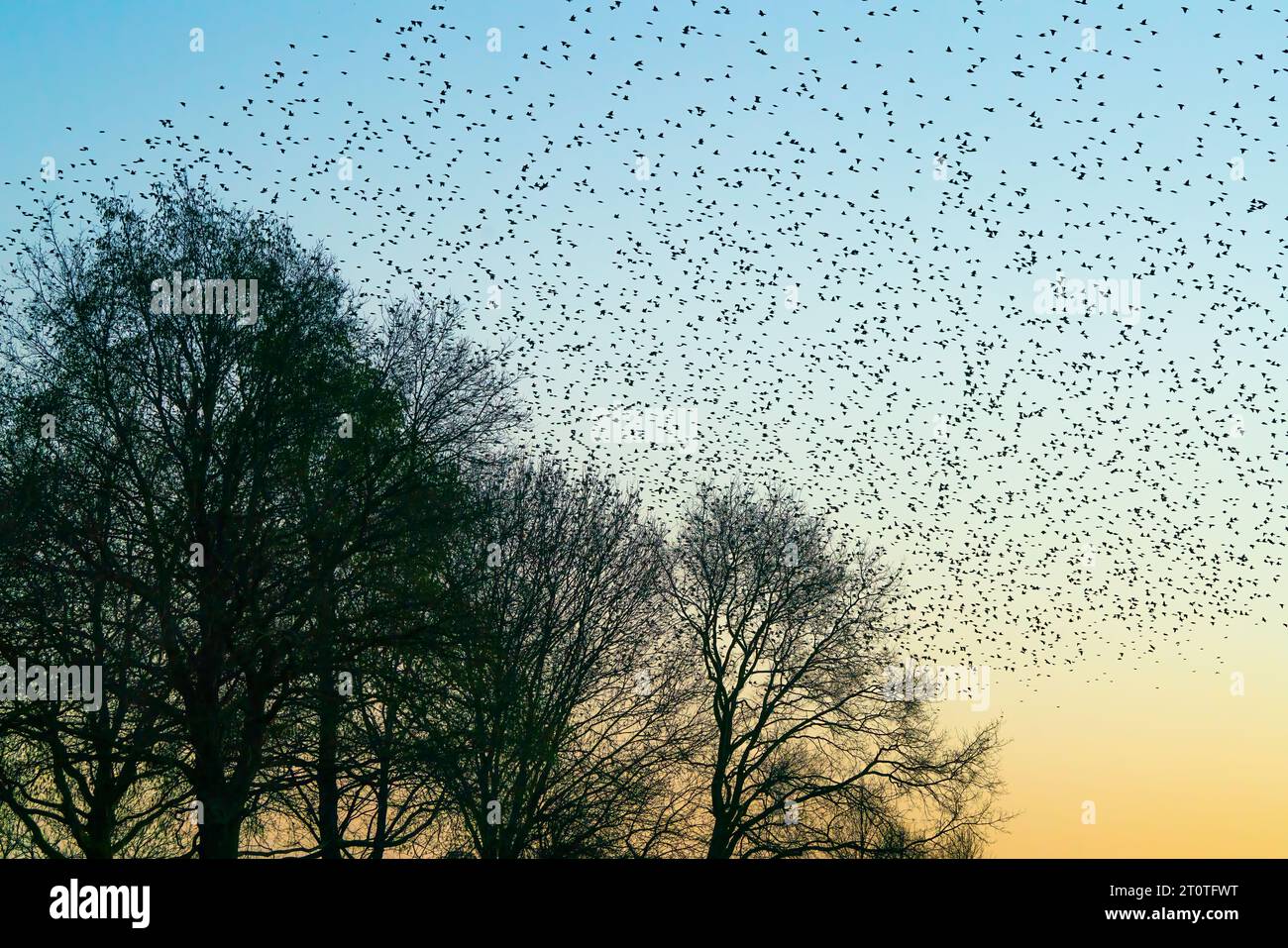 Beautiful large flock of starlings. A flock of starlings birds fly in ...