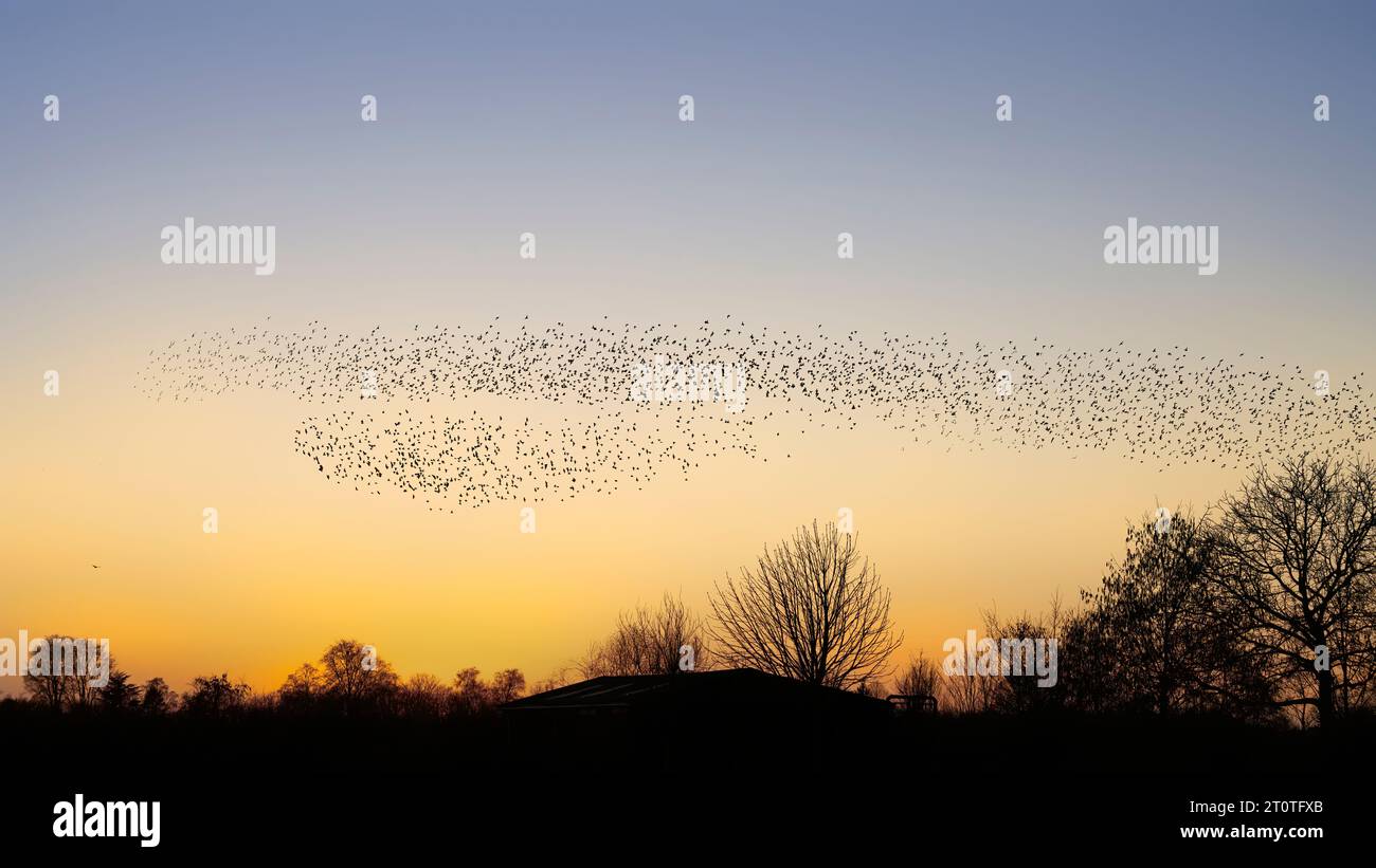Beautiful large flock of starlings. A flock of starlings birds fly in ...