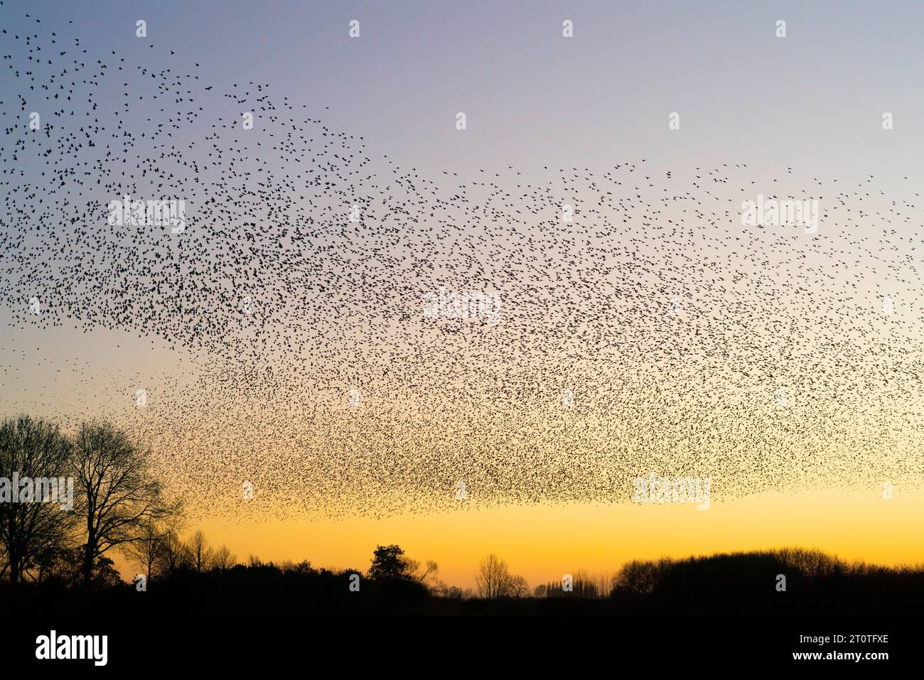 Beautiful large flock of starlings. A flock of starlings birds fly in ...