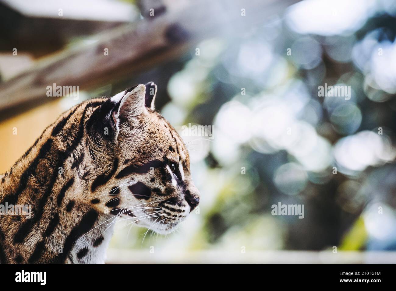Portrait of a cute feline, ocelot Stock Photo - Alamy