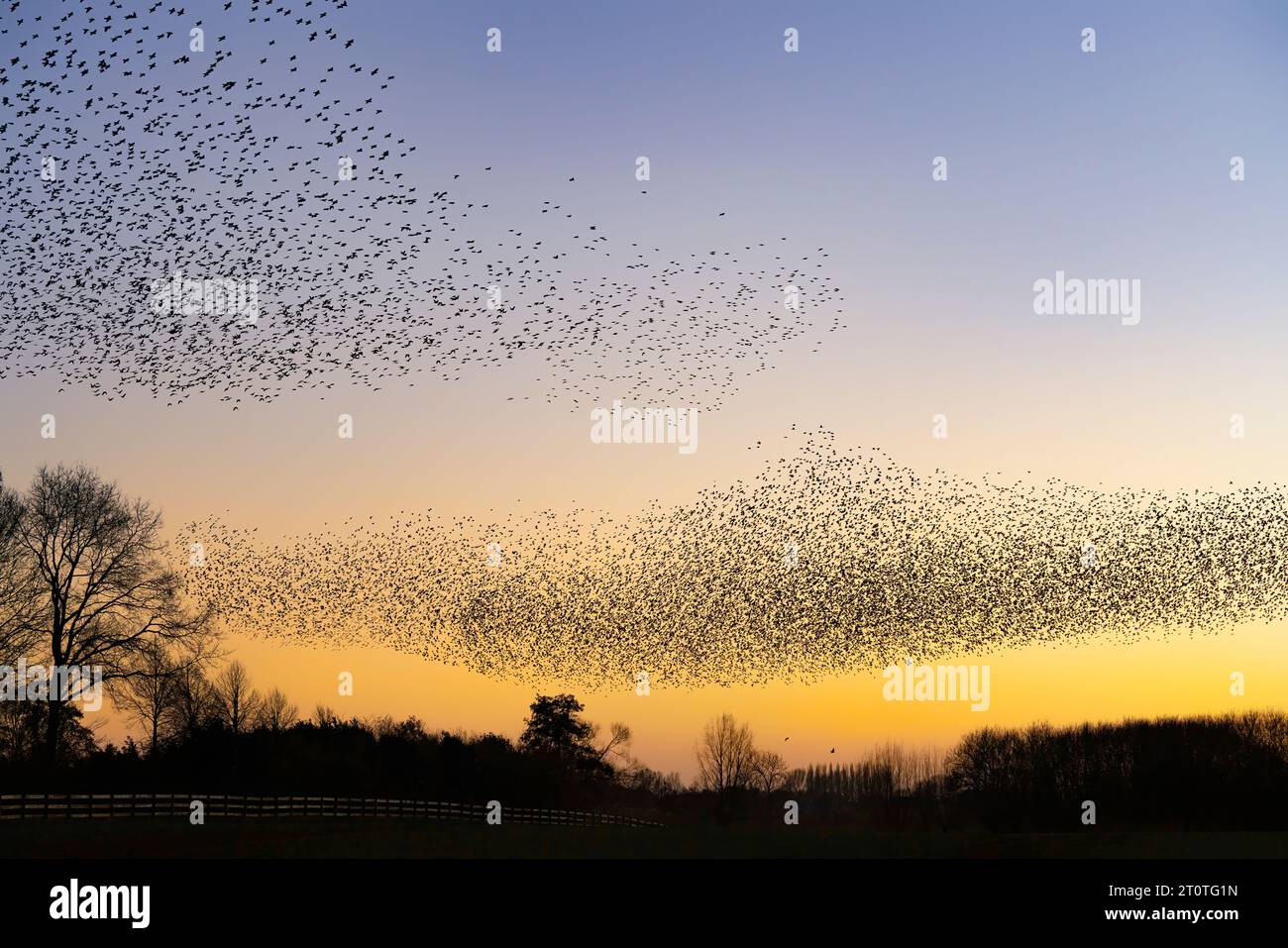Beautiful large flock of starlings. A flock of starlings birds fly in ...