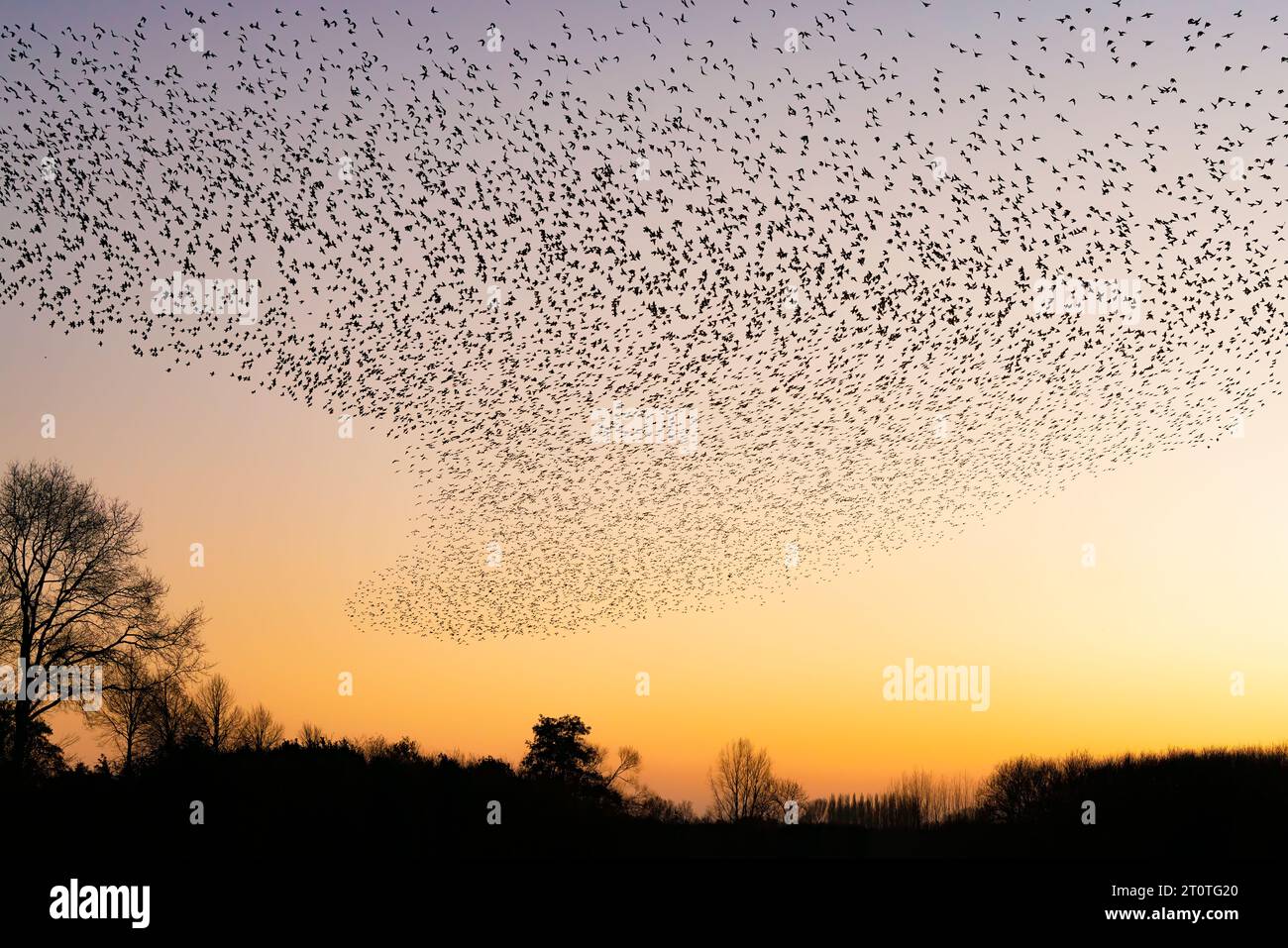 Beautiful large flock of starlings. A flock of starlings birds fly in ...