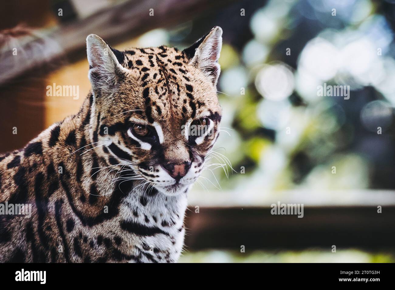 Portrait of a cute feline, ocelot Stock Photo - Alamy