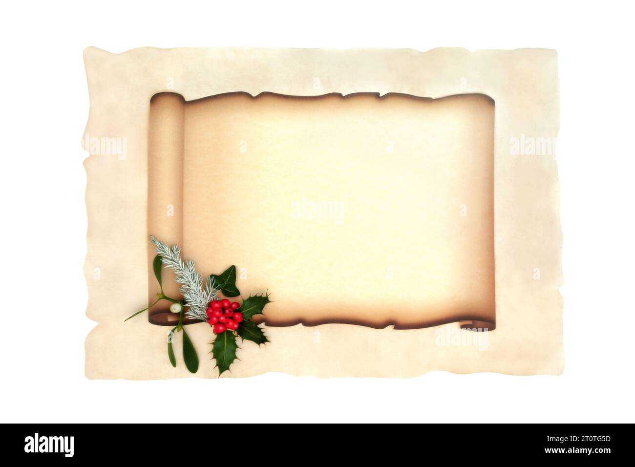Christmas scroll on parchment paper and white background with holly ...