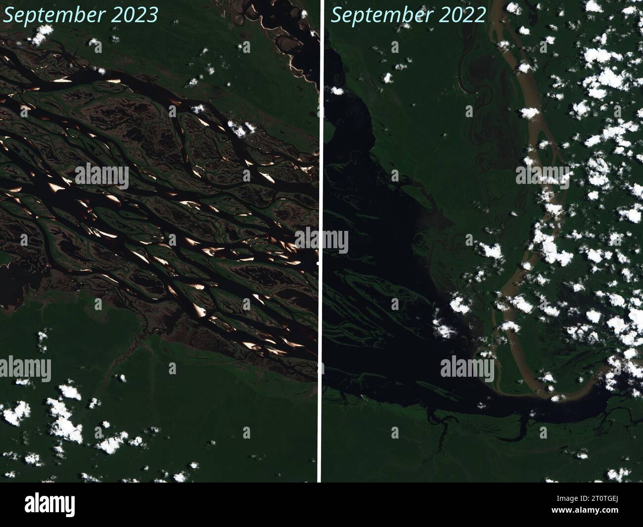 path, forest, leaf, south america, background, ecology, outdoor ...