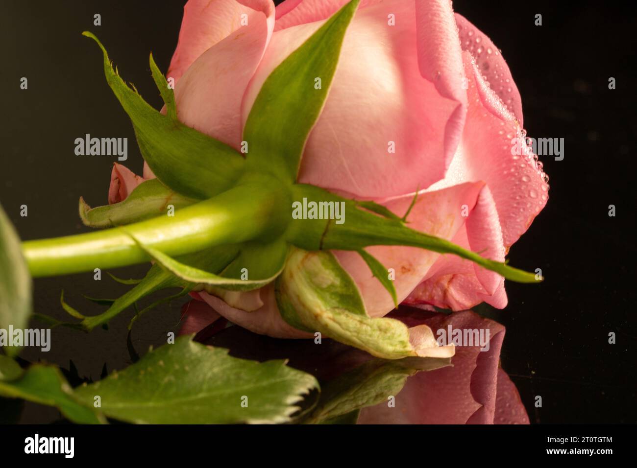 A vibrant pink rose in a vase sitting atop a wooden table, ready to be ...