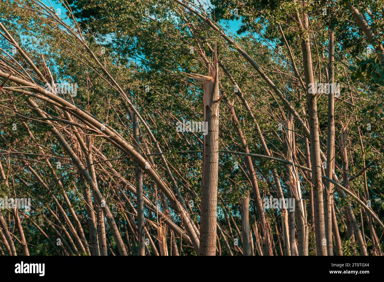 Environmental damage, deciduous forest landscape devastated after ...