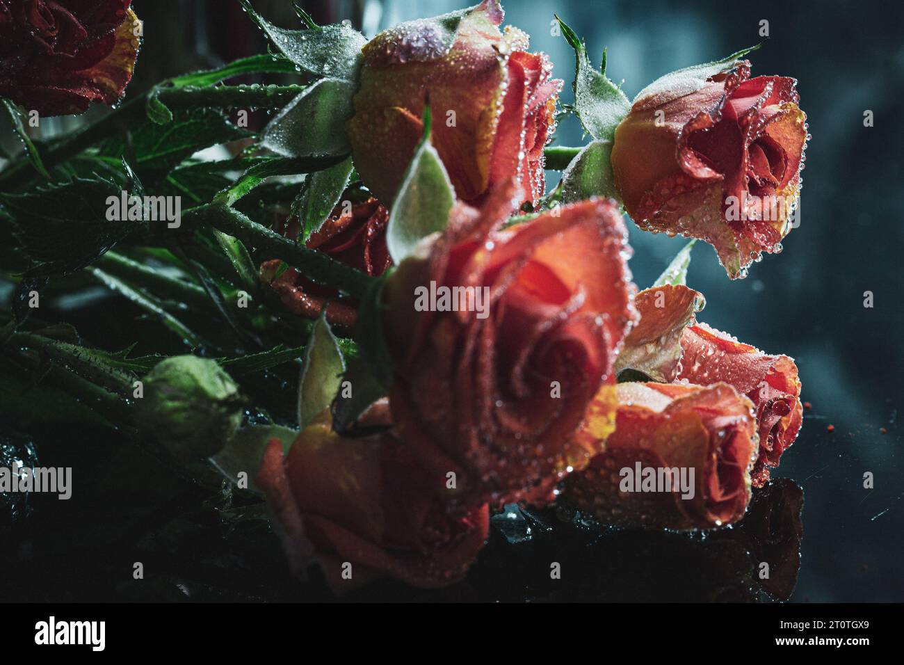 A vibrant bouquet of pink roses with a dewy, glistening finish thanks ...