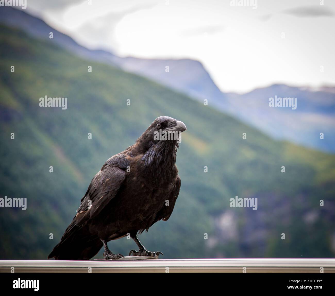 Big crow hi-res stock photography and images - Alamy