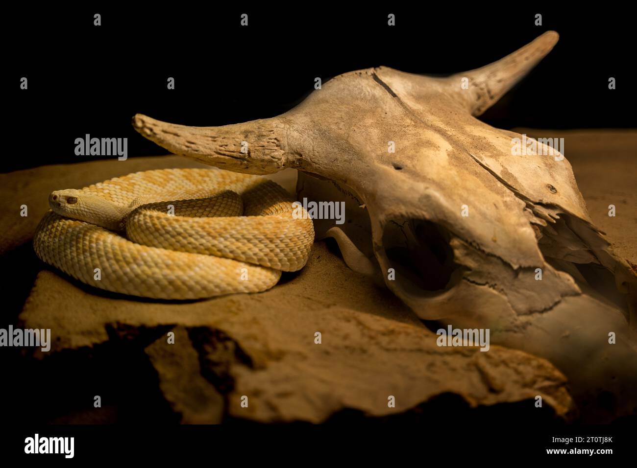 Lonely snake hi-res stock photography and images - Alamy