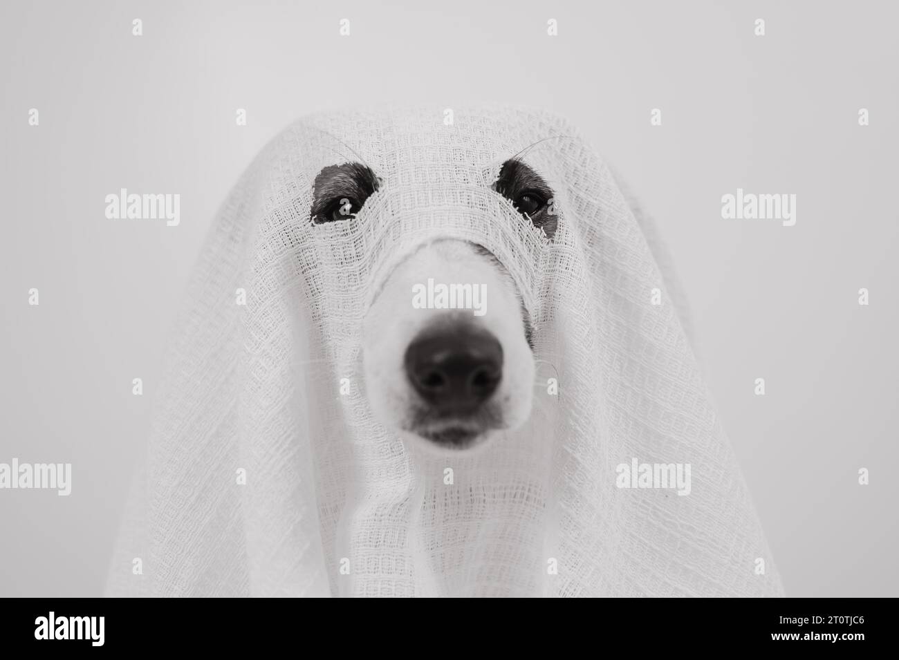 Dog Jack Russell Terrier in a ghost costume on a white background Stock ...