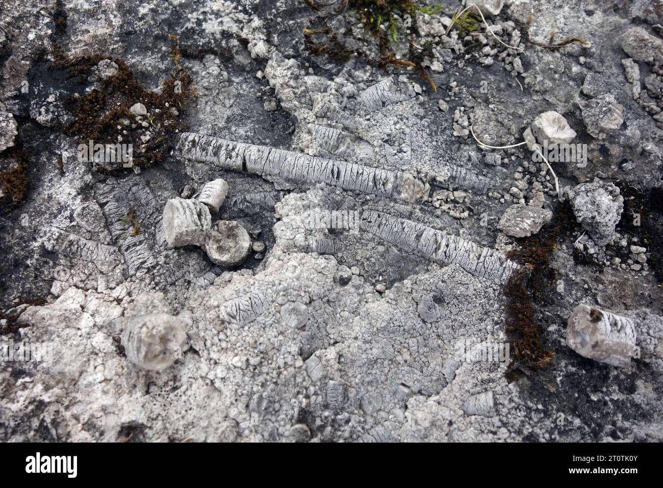 Worm cast fossils hi-res stock photography and images - Alamy