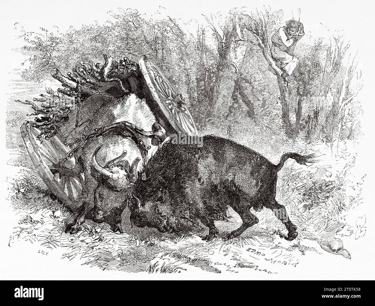 Bull fighting against a buffalo, USA. Exploration of the Rocky ...