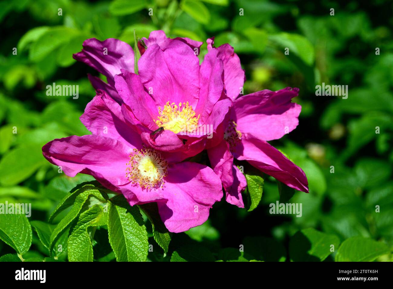 Wild Rose Species Uk