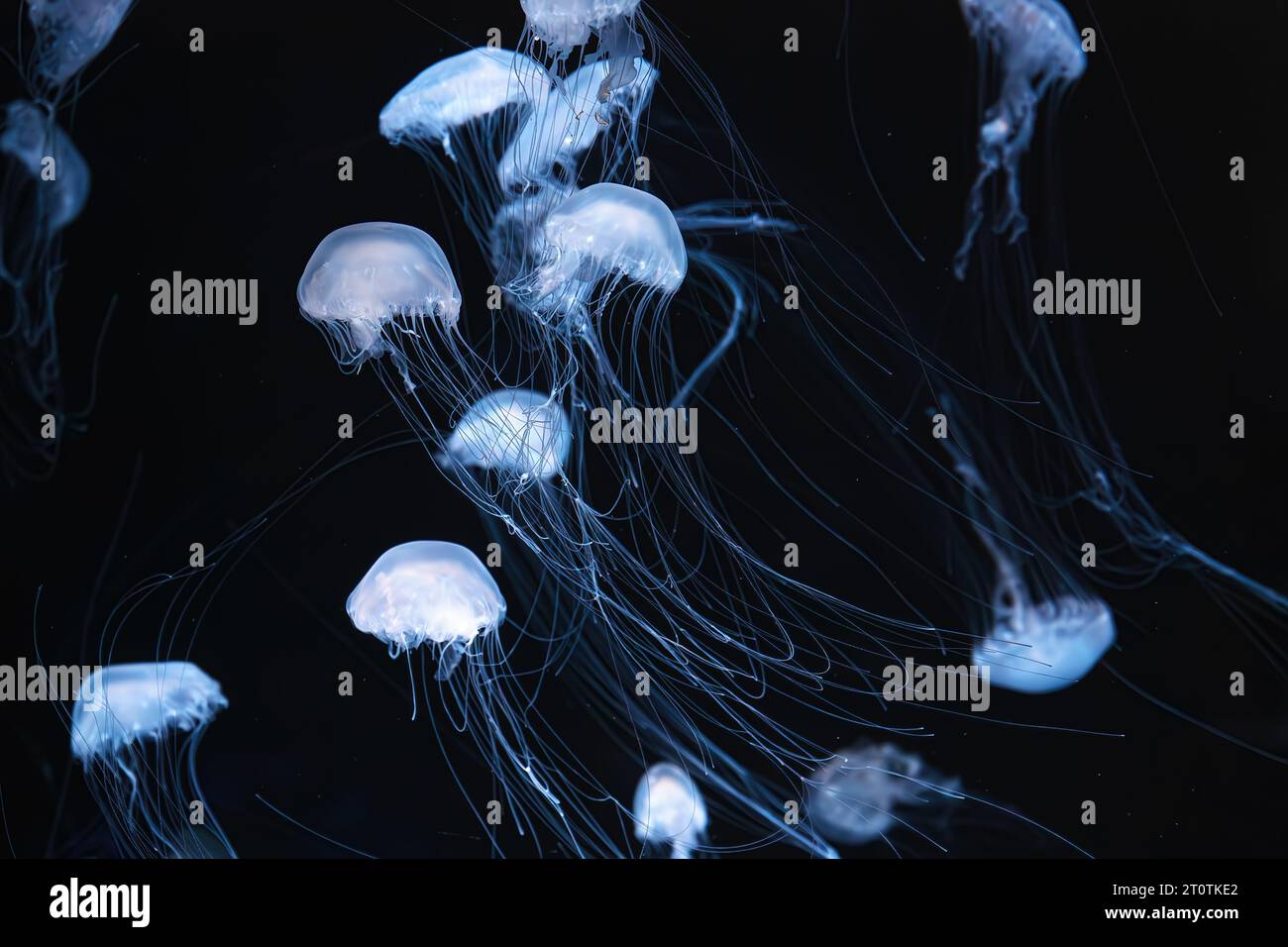 Atlantic sea nettle, Chrysaora quinquecirrha, East Cost sea nettle ...