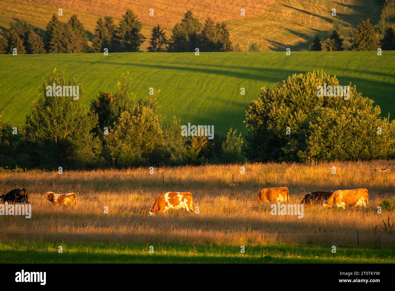 Pasture cows hi-res stock photography and images - Alamy