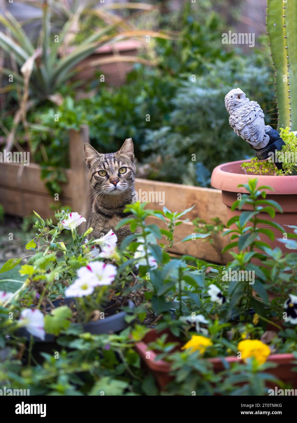 Cute street cat peeps behind the flowers. Shot outside in the garden of ...